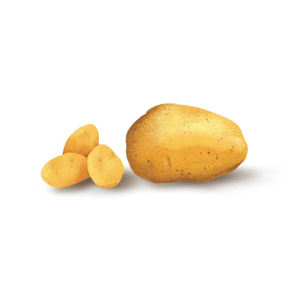 Nutrition - Faits sur la pomme de terre - Kartoffel